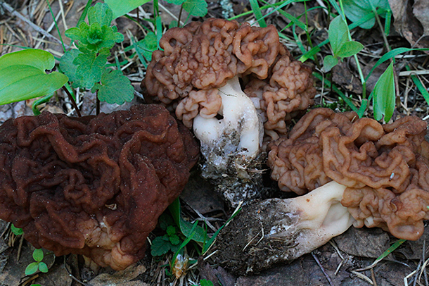 Myrkyllinen, herkullinen korvasieni | Suomen Luonto