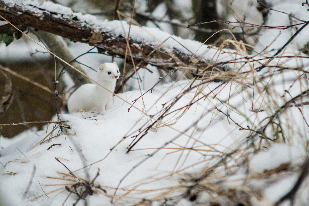 Lumikko autotallissa | Suomen Luonto